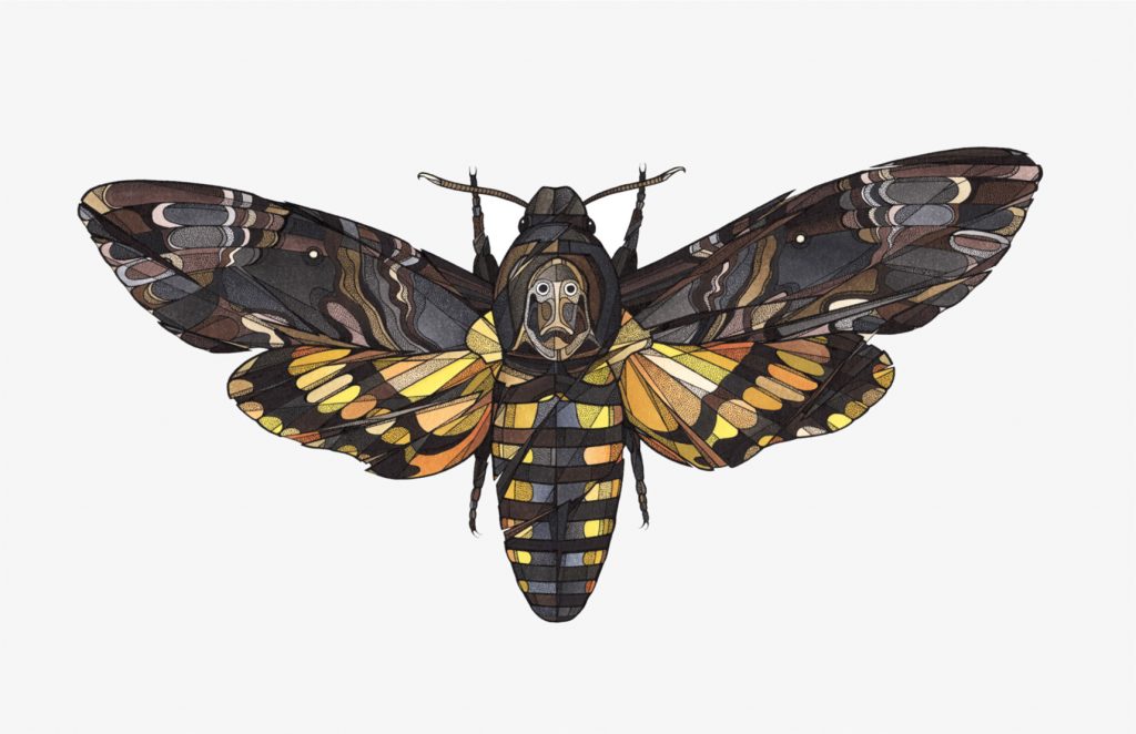 Teuthis | Le MUR Nancy